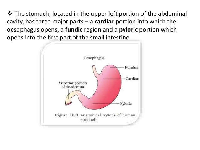 Digestion And Absorption