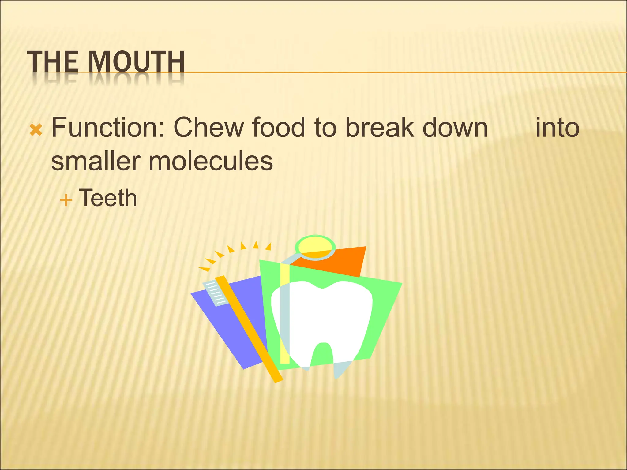 Copy of Digestive System.ppt DIGESTIVE SYSTEM AND ITS FUNCTIONS | PPT