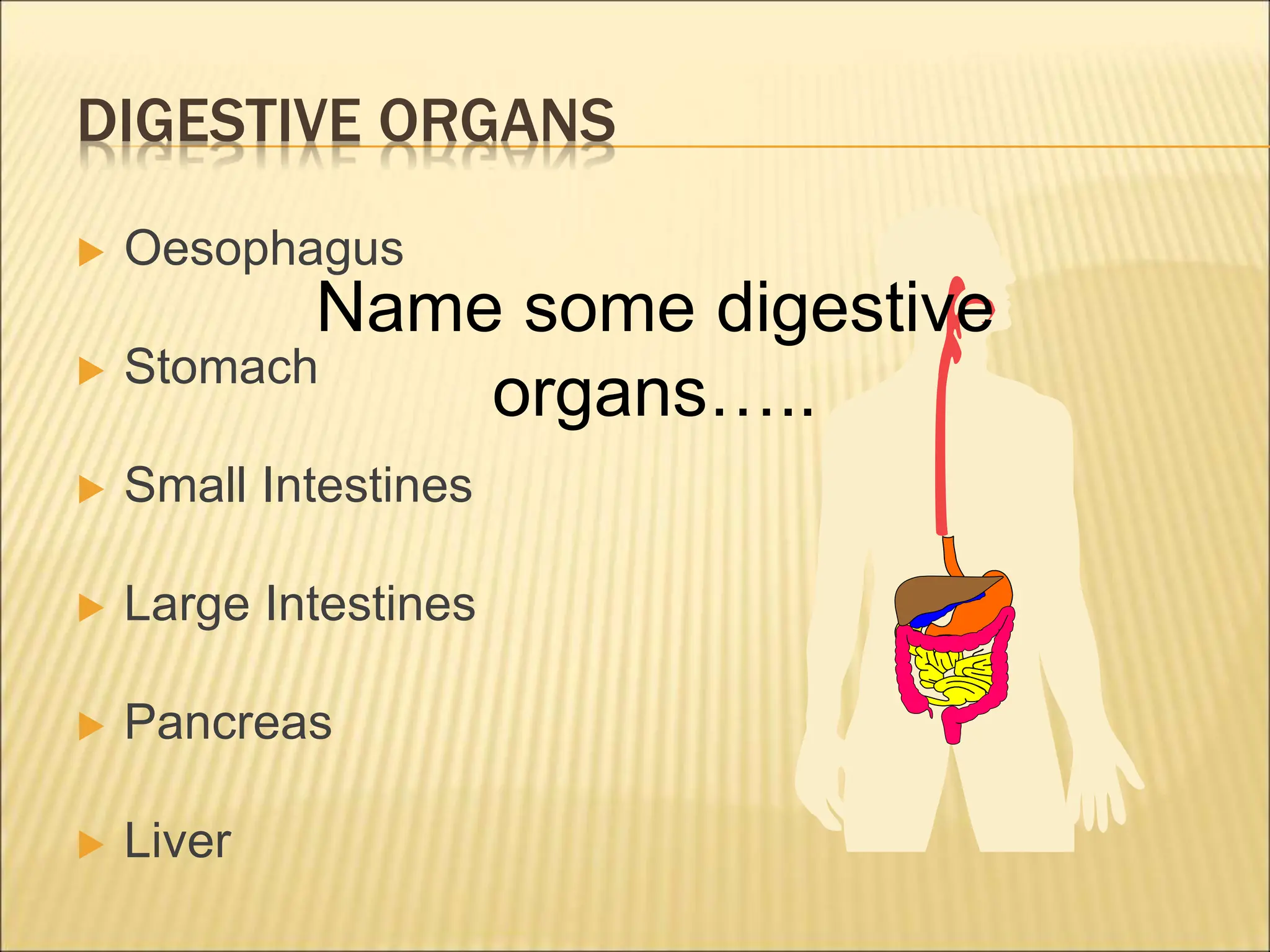 Copy of Digestive System.ppt DIGESTIVE SYSTEM AND ITS FUNCTIONS | PPT ...