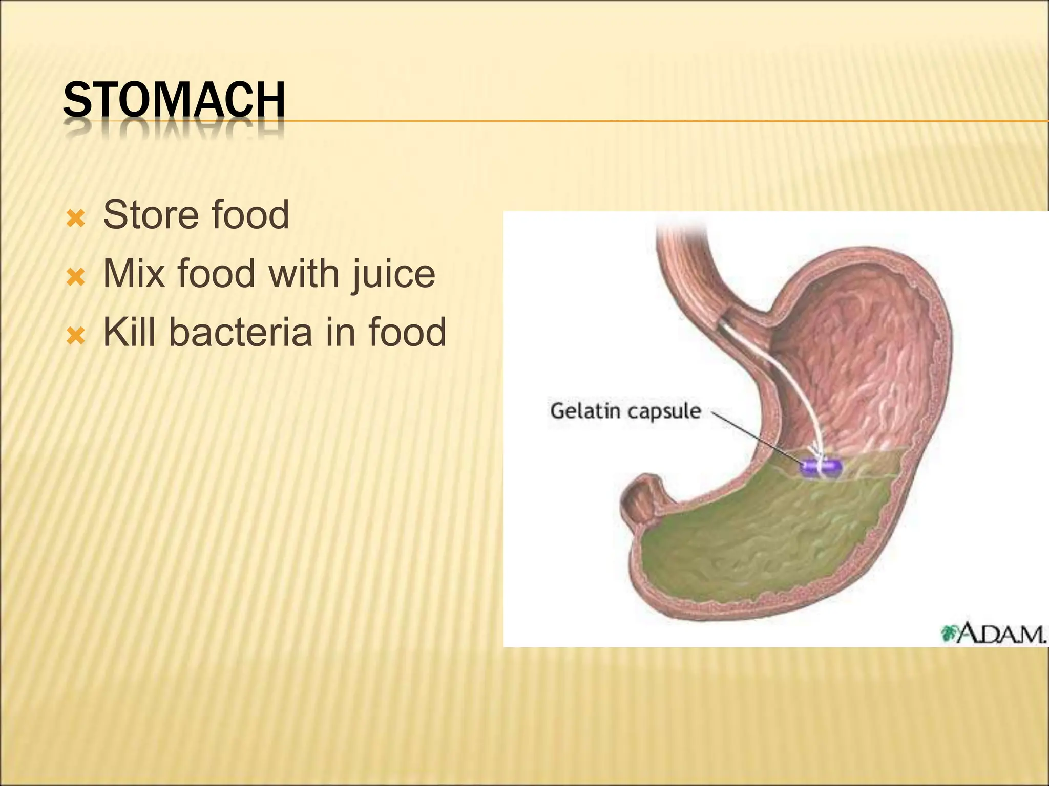 Copy of Digestive System.ppt DIGESTIVE SYSTEM AND ITS FUNCTIONS | PPT