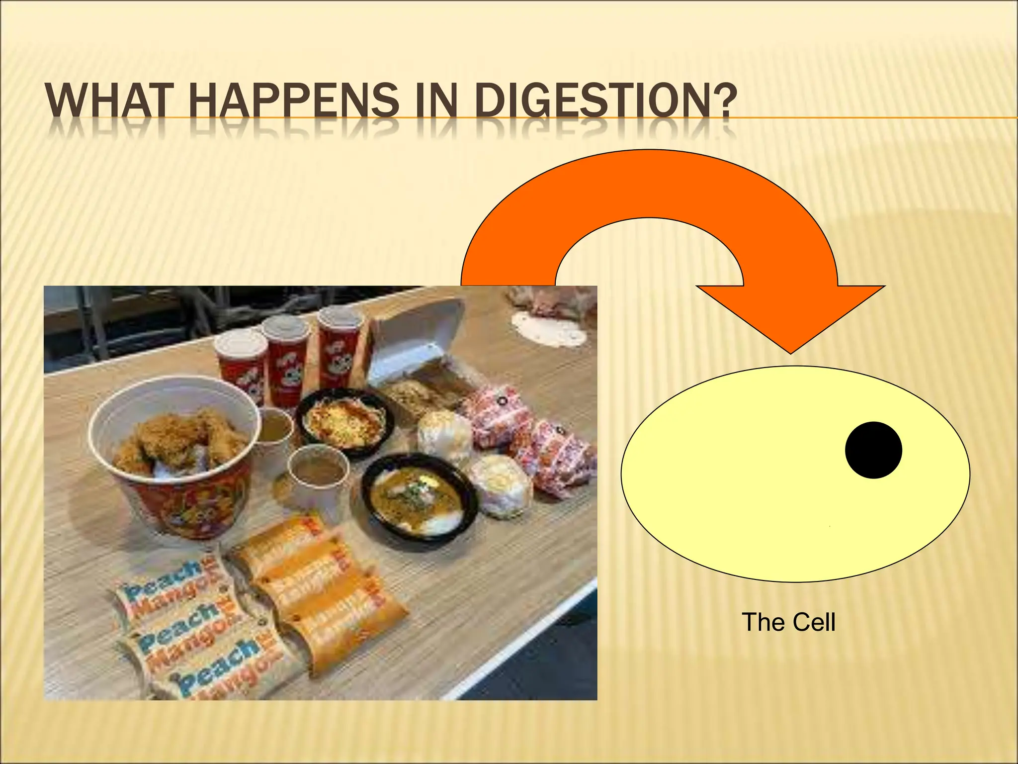 Copy of Digestive System.ppt DIGESTIVE SYSTEM AND ITS FUNCTIONS | PPT