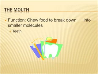 Copy of Digestive System.ppt DIGESTIVE SYSTEM AND ITS FUNCTIONS | PPT ...