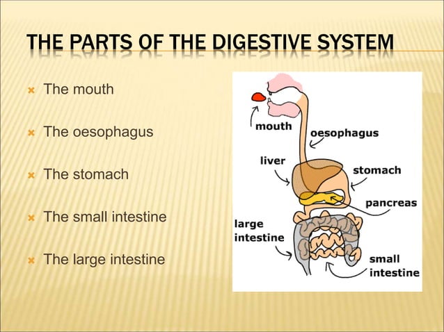 Copy of Digestive System.ppt DIGESTIVE SYSTEM AND ITS FUNCTIONS | PPT
