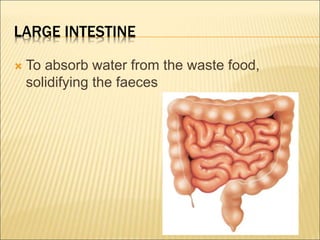 Copy of Digestive System.ppt DIGESTIVE SYSTEM AND ITS FUNCTIONS | PPT