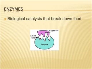 Copy of Digestive System.ppt DIGESTIVE SYSTEM AND ITS FUNCTIONS | PPT