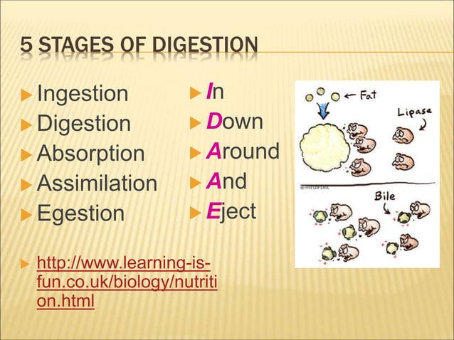 Copy of Digestive System.ppt DIGESTIVE SYSTEM AND ITS FUNCTIONS | PPT