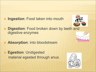 Copy of Digestive System.ppt DIGESTIVE SYSTEM AND ITS FUNCTIONS | PPT