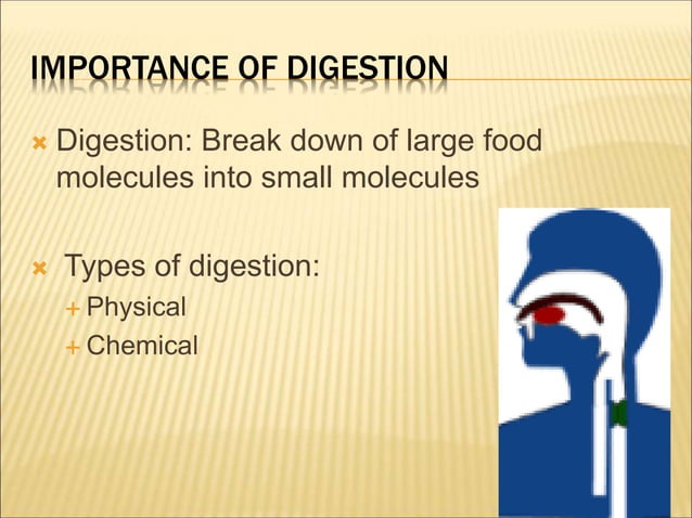 Copy of Digestive System.ppt DIGESTIVE SYSTEM AND ITS FUNCTIONS | PPT