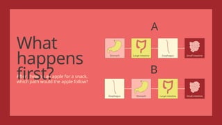 Copy of Digestive System Slides for Grade 4.pptx