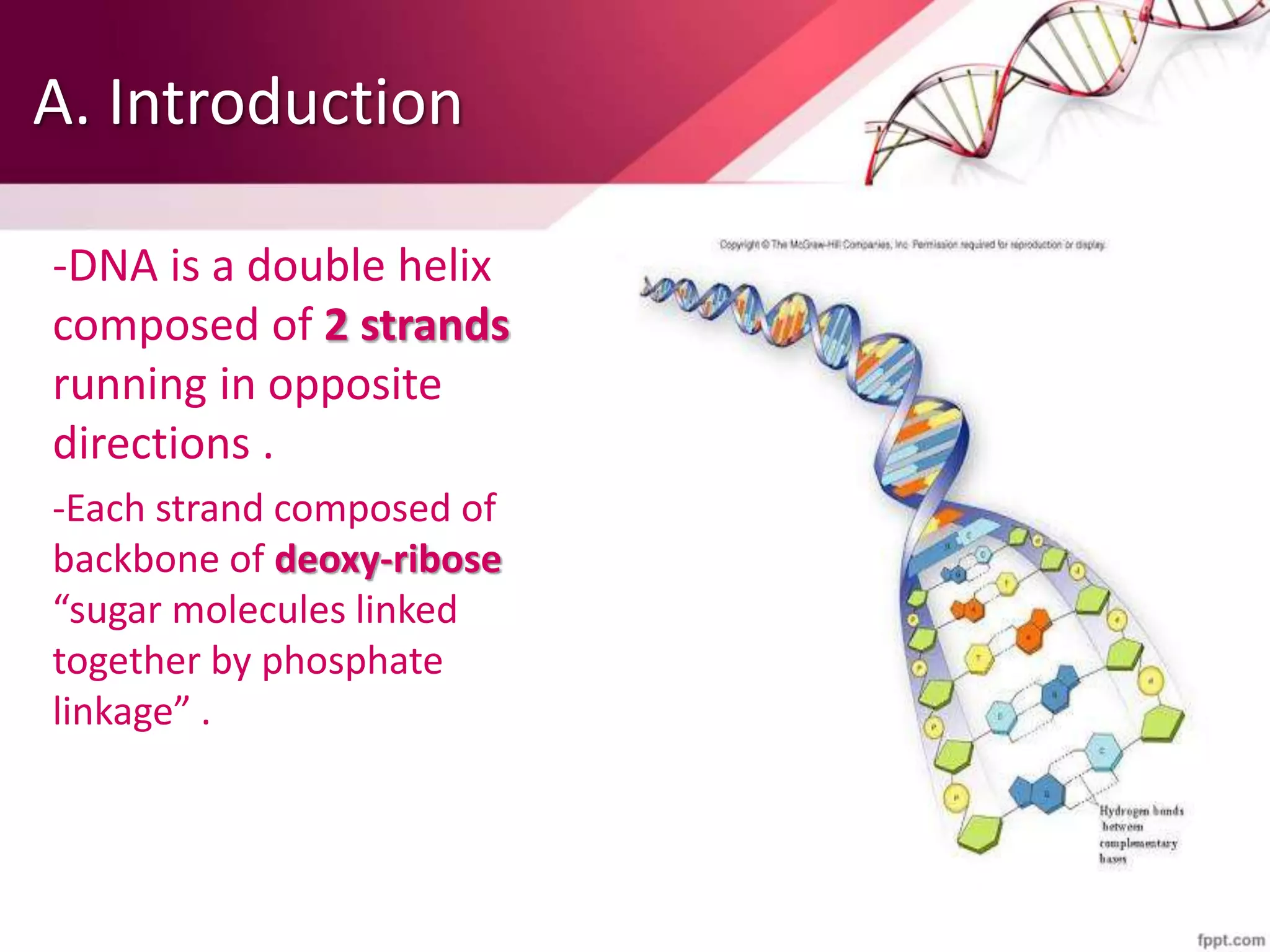 DNA Denaturation | PPTX