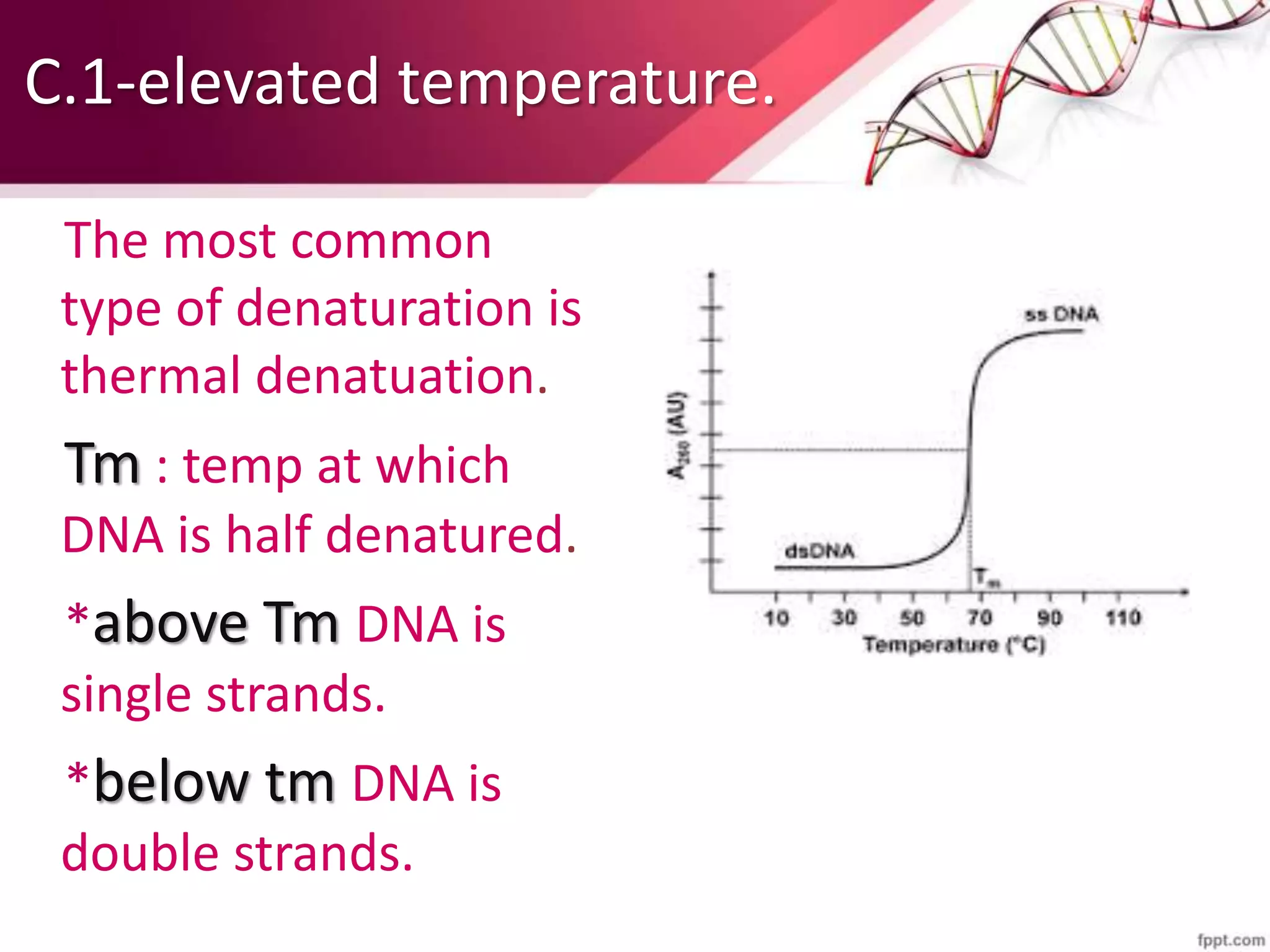 DNA Denaturation | PPTX
