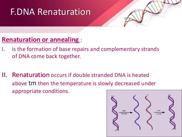 DNA Denaturation