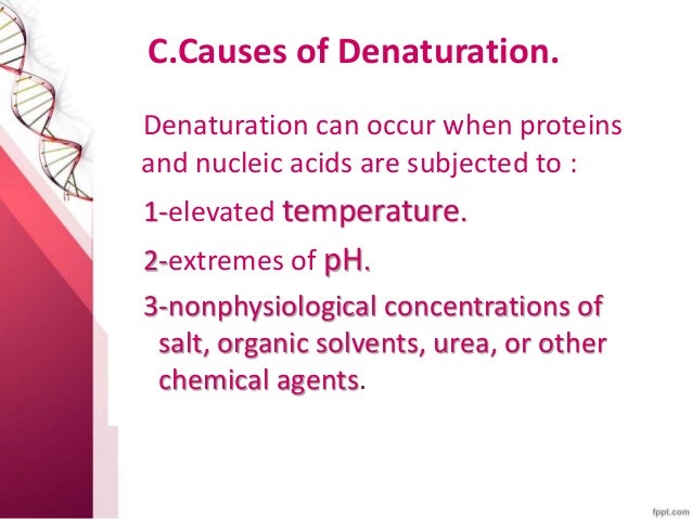 DNA Denaturation