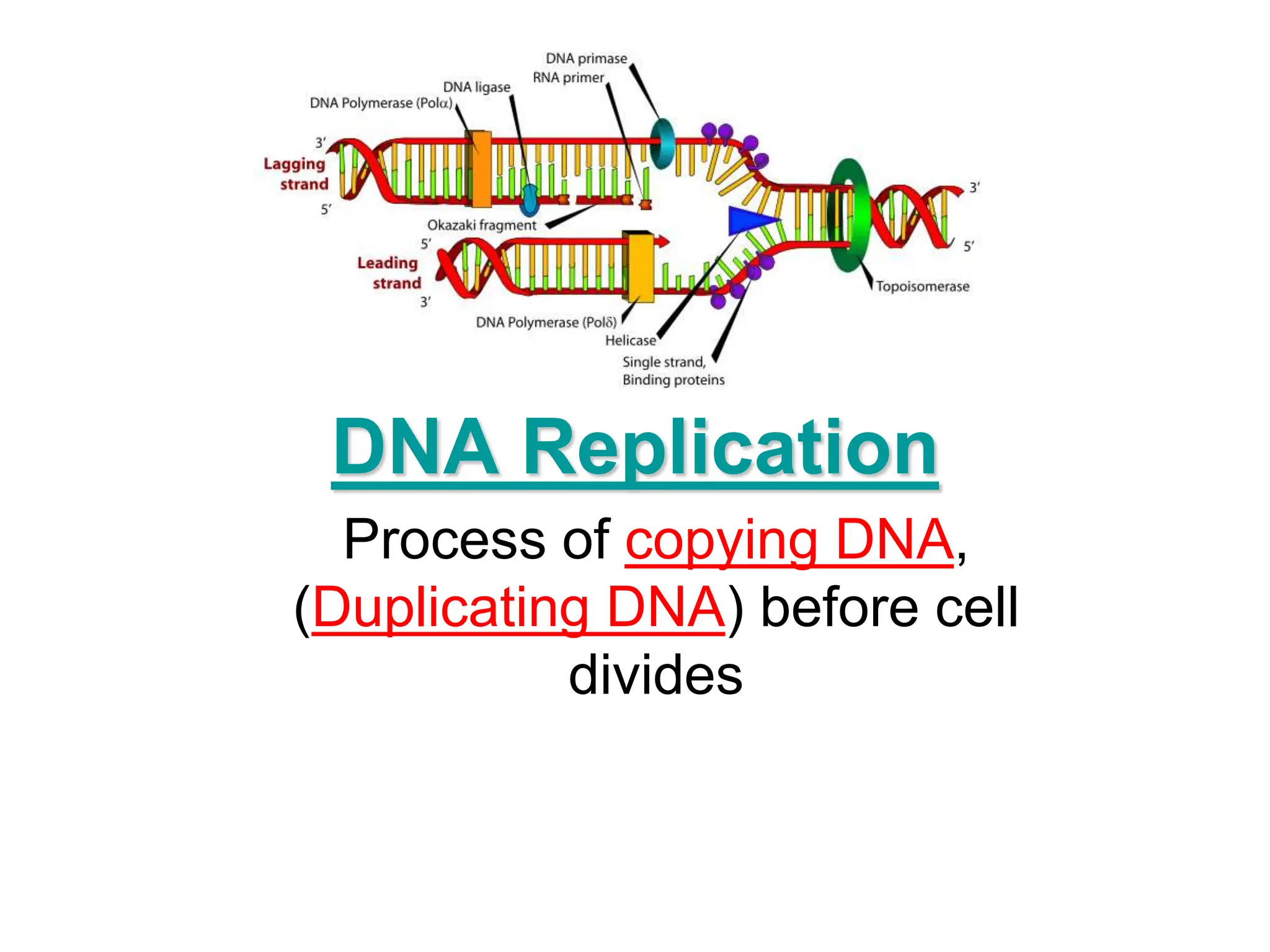 DNA Replication teaching children in school about science | PPT