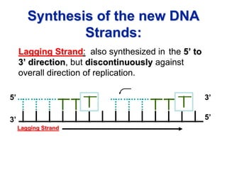 DNA Replication teaching children in school about science | PPTX