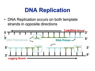 DNA Replication teaching children in school about science | PPT