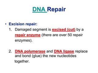 DNA Replication teaching children in school about science | PPTX