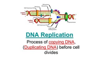 DNA Replication teaching children in school about science | PPT