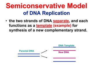 DNA Replication teaching children in school about science | PPT