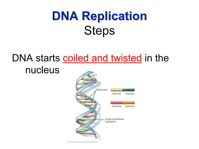 DNA Replication teaching children in school about science | PPT