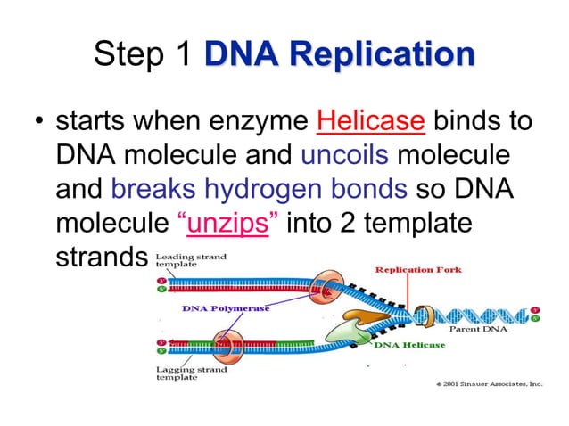 DNA Replication teaching children in school about science | PPT