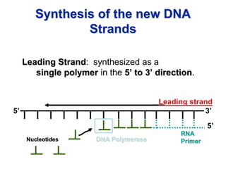 DNA Replication teaching children in school about science | PPT