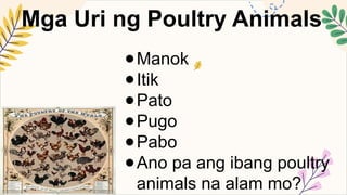 Copy of EPP5 Q2 8 naisasagawa ang pag-aalaga at pangangasiwa ng poultry ...