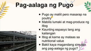 Copy of EPP5 Q2 9 natatalakay ang pag-aani ng alagang poultry animals ...