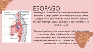copia de esofago y duodeno, presentacion | PPTX