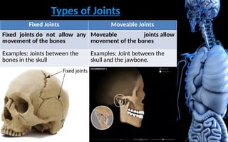 Copy of Fixed and Moveable Joints, tendonspptx | PPT