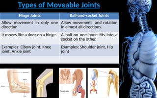 Copy of Fixed and Moveable Joints, tendonspptx | PPT