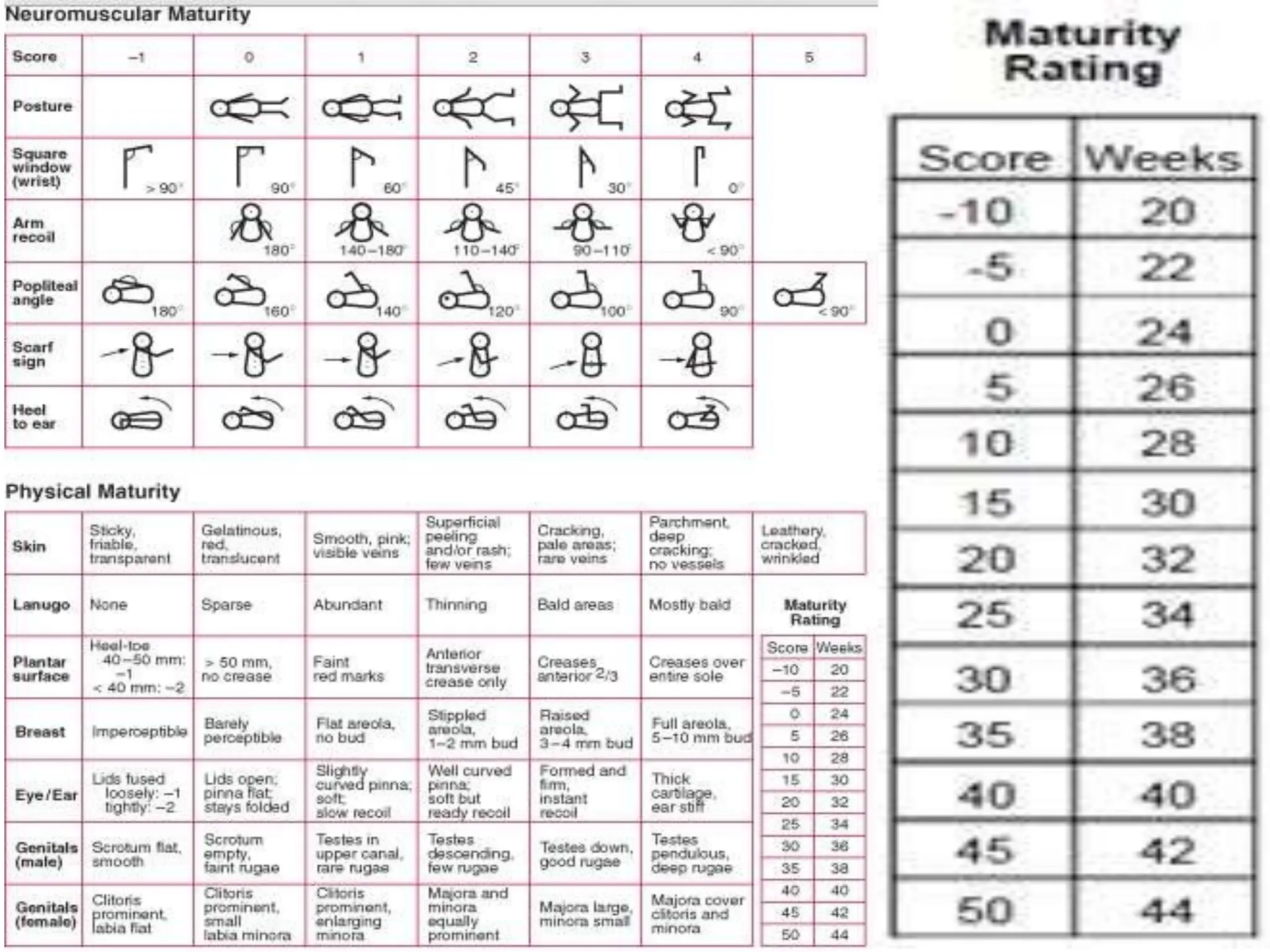 gestational age for neonates by ballard score.pptx