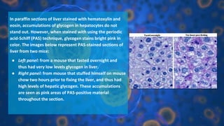 Hepatocytes | PPTX
