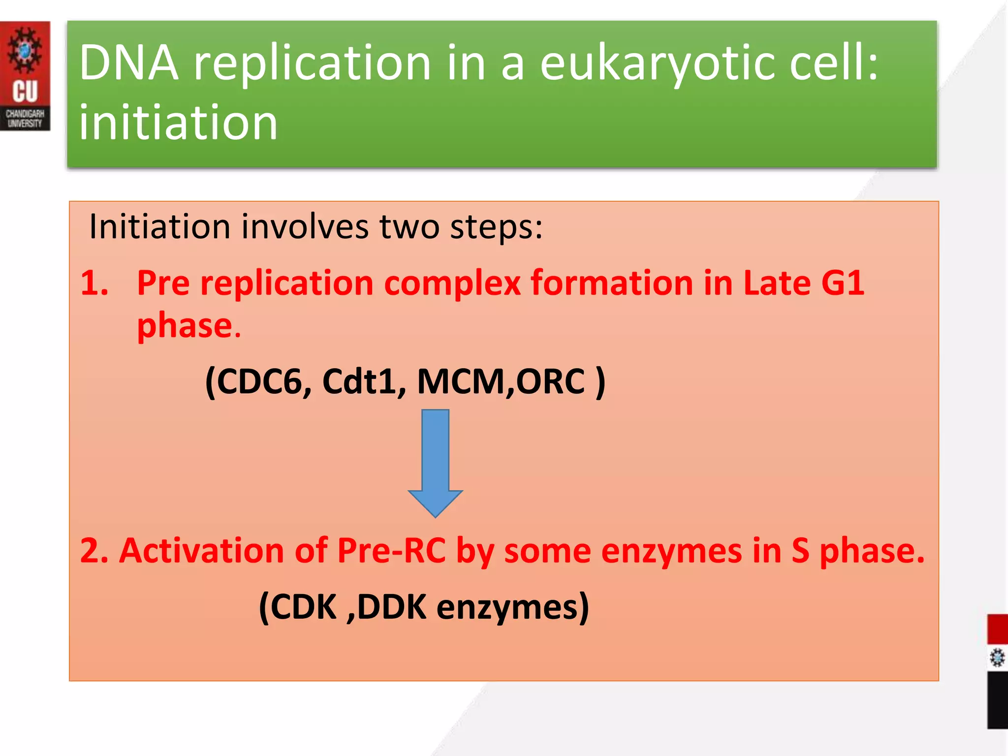 initiation in eukaryotes during replication process | PPTX