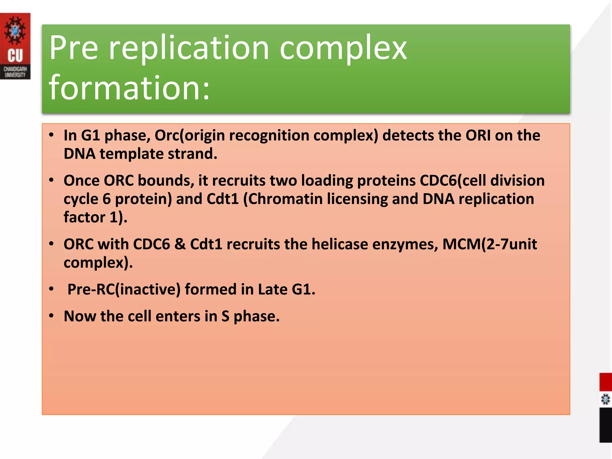 initiation in eukaryotes during replication process | PPTX