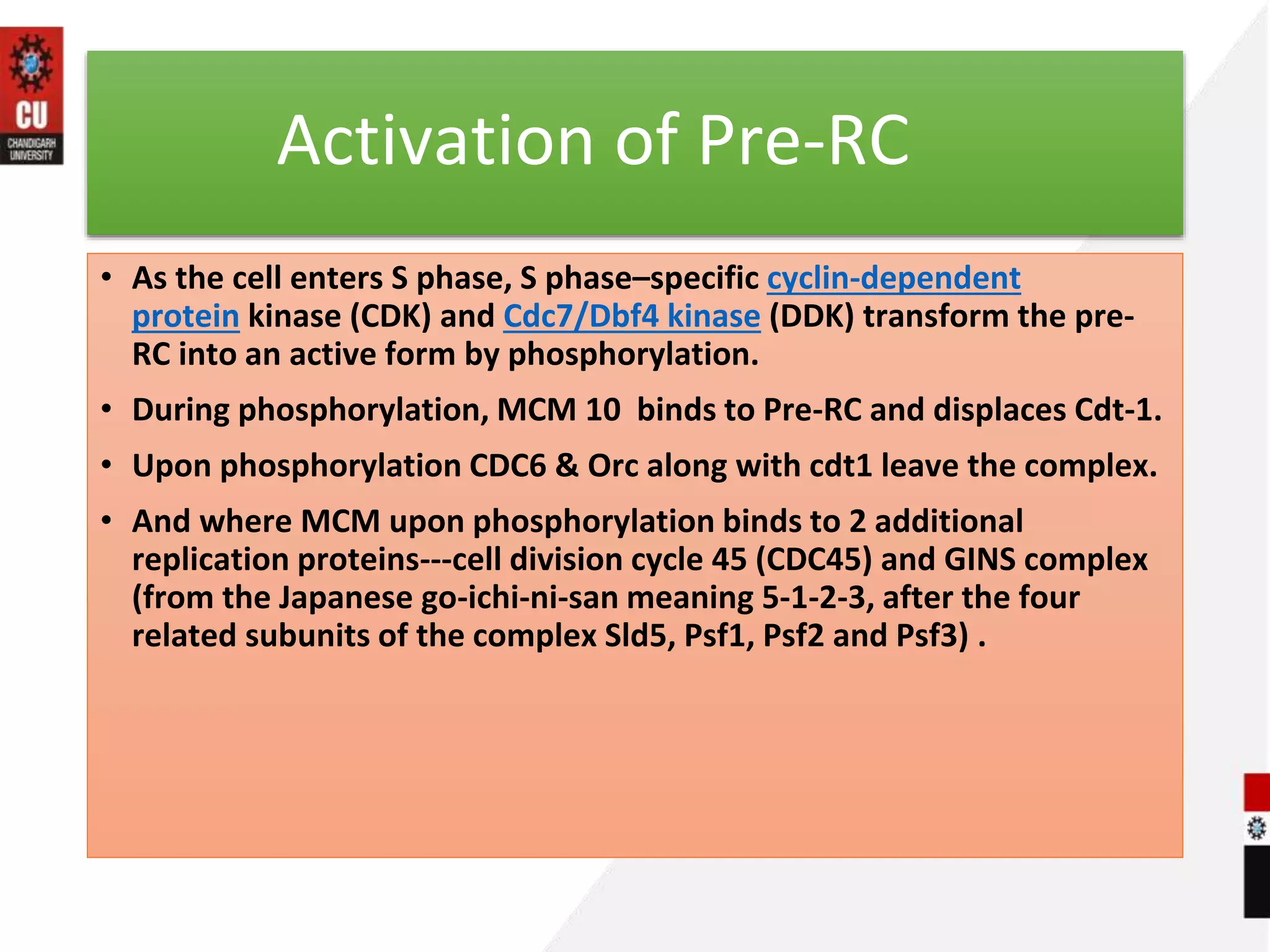 initiation in eukaryotes during replication process | PPTX