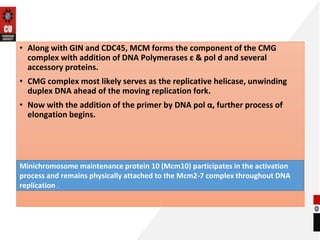 initiation in eukaryotes during replication process | PPTX