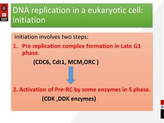 initiation in eukaryotes during replication process | PPTX