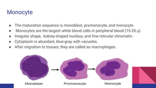 Introduction to hematology.pptx