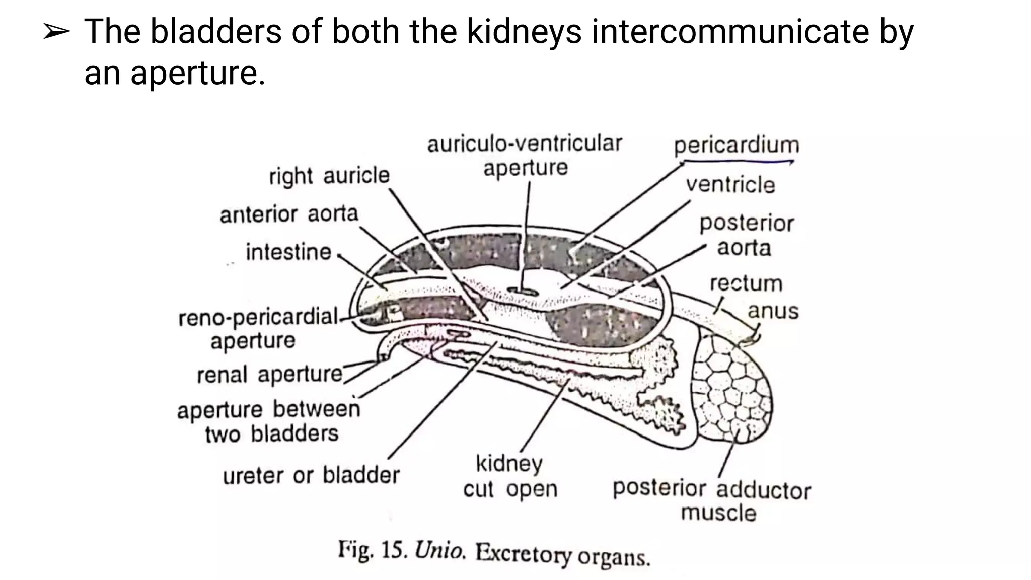 excretion in unio and pila_poojasoni_new.pptx | Lung and Respiratory ...