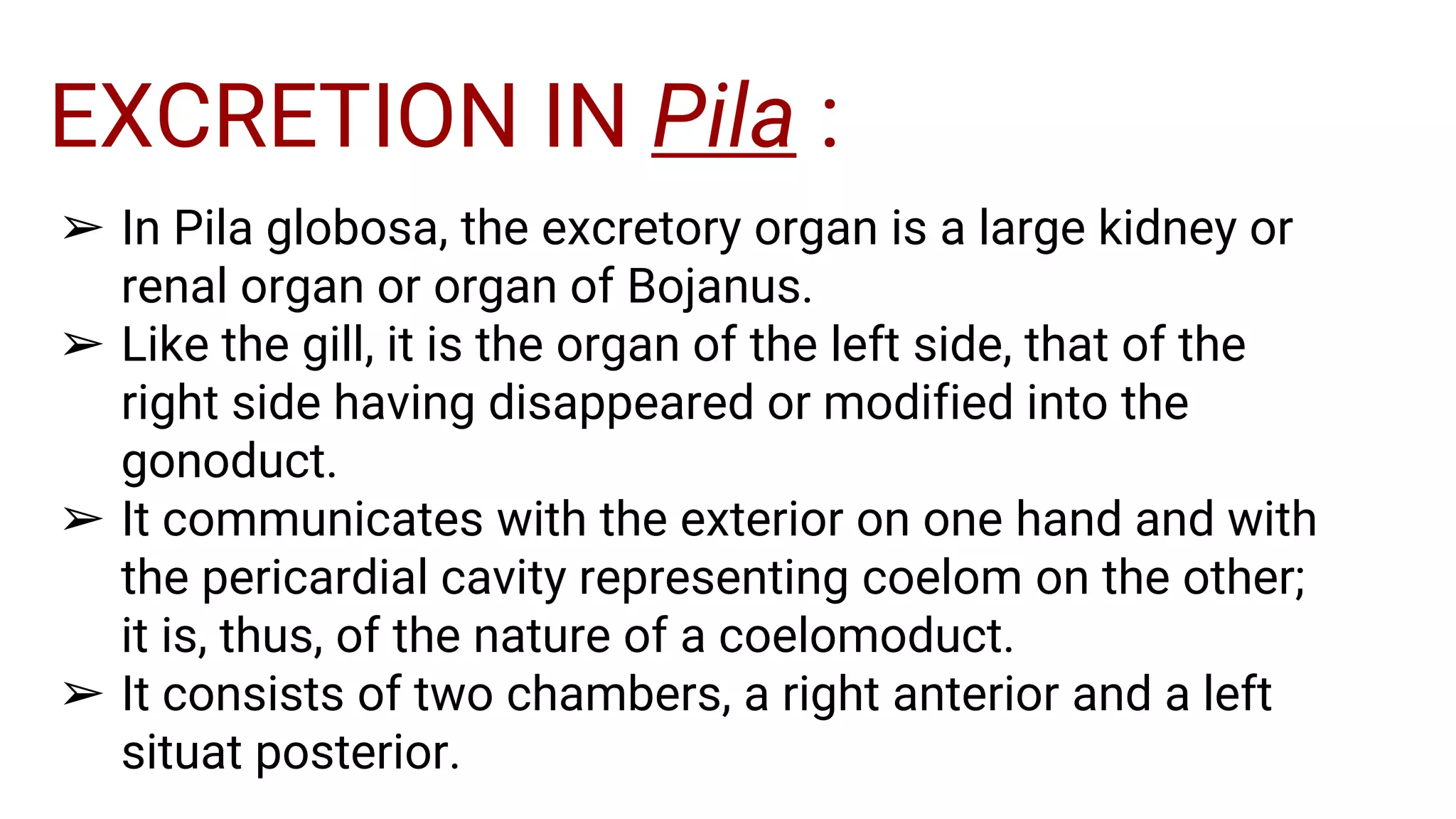 excretion in unio and pila_poojasoni_new.pptx | Lung and Respiratory ...