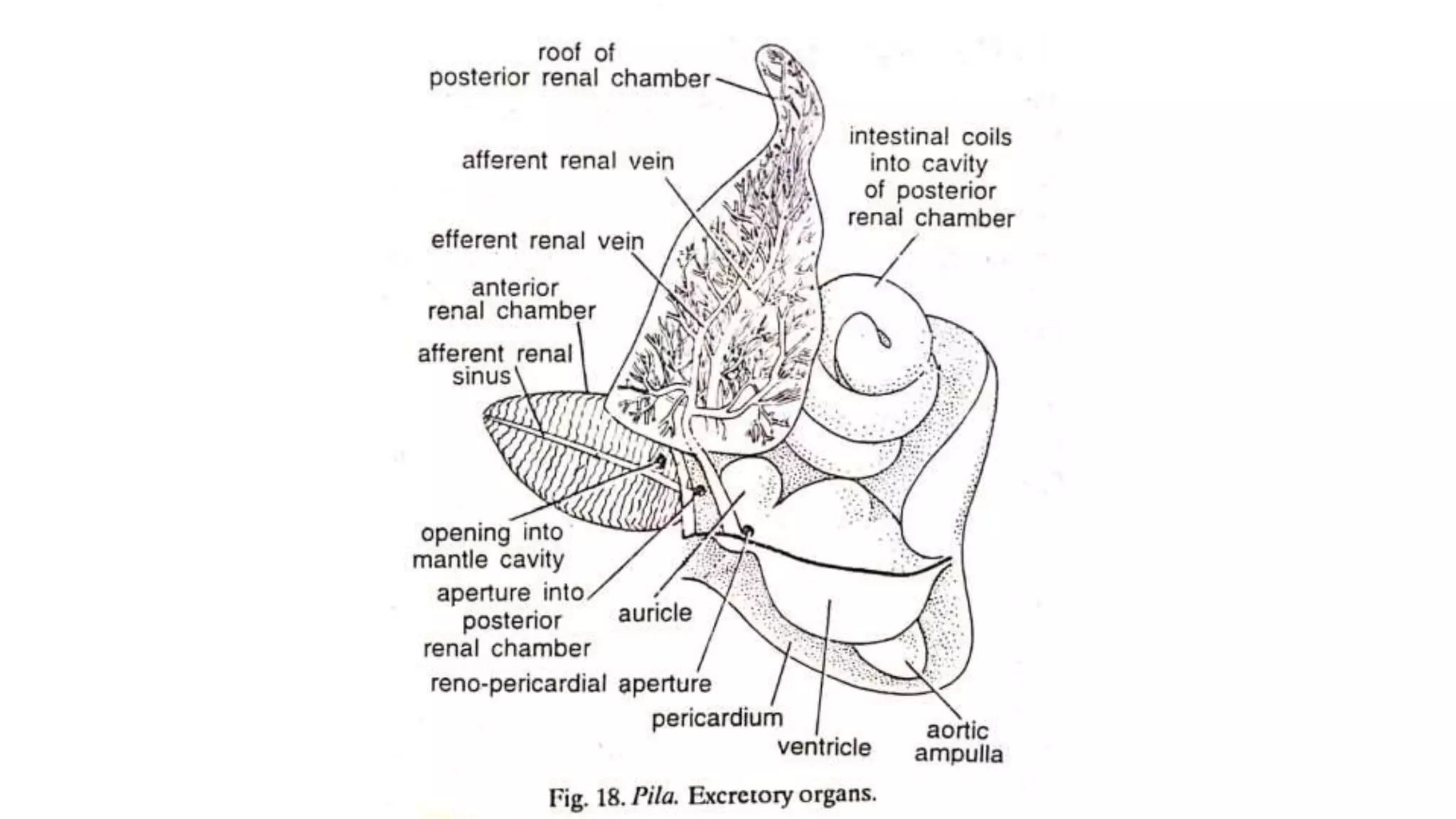 excretion in unio and pila_poojasoni_new.pptx | Lung and Respiratory ...