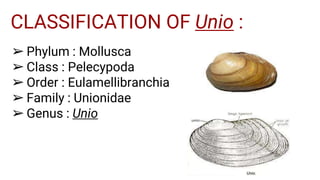 excretion in unio and pila_poojasoni_new.pptx | Lung and Respiratory ...