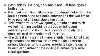 excretion in unio and pila_poojasoni_new.pptx