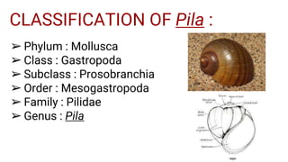 excretion in unio and pila_poojasoni_new.pptx | Lung and Respiratory ...