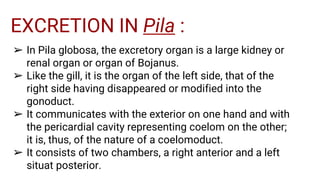 excretion in unio and pila_poojasoni_new.pptx | Lung and Respiratory ...