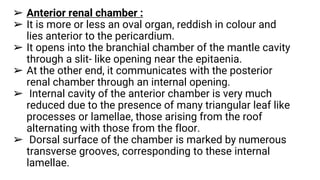 excretion in unio and pila_poojasoni_new.pptx