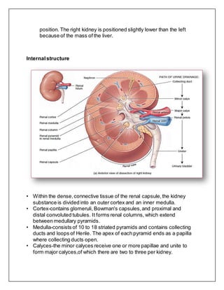 IVU- Intravenous urography | DOCX