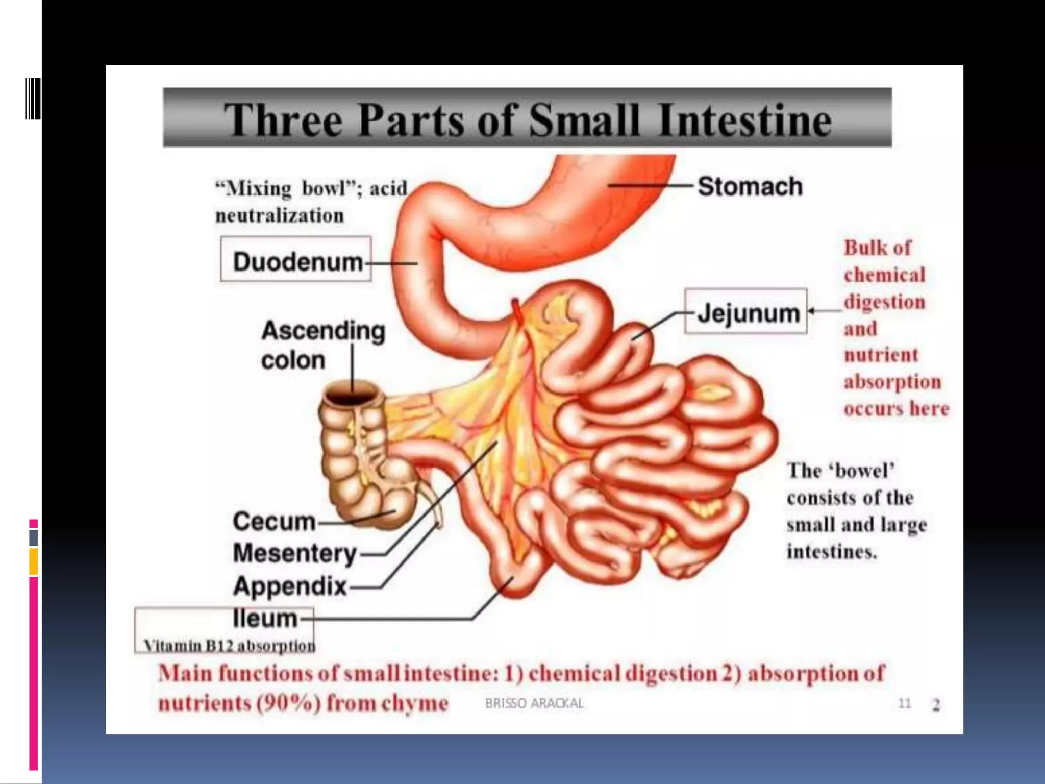Large intestinal tumors | PPTX