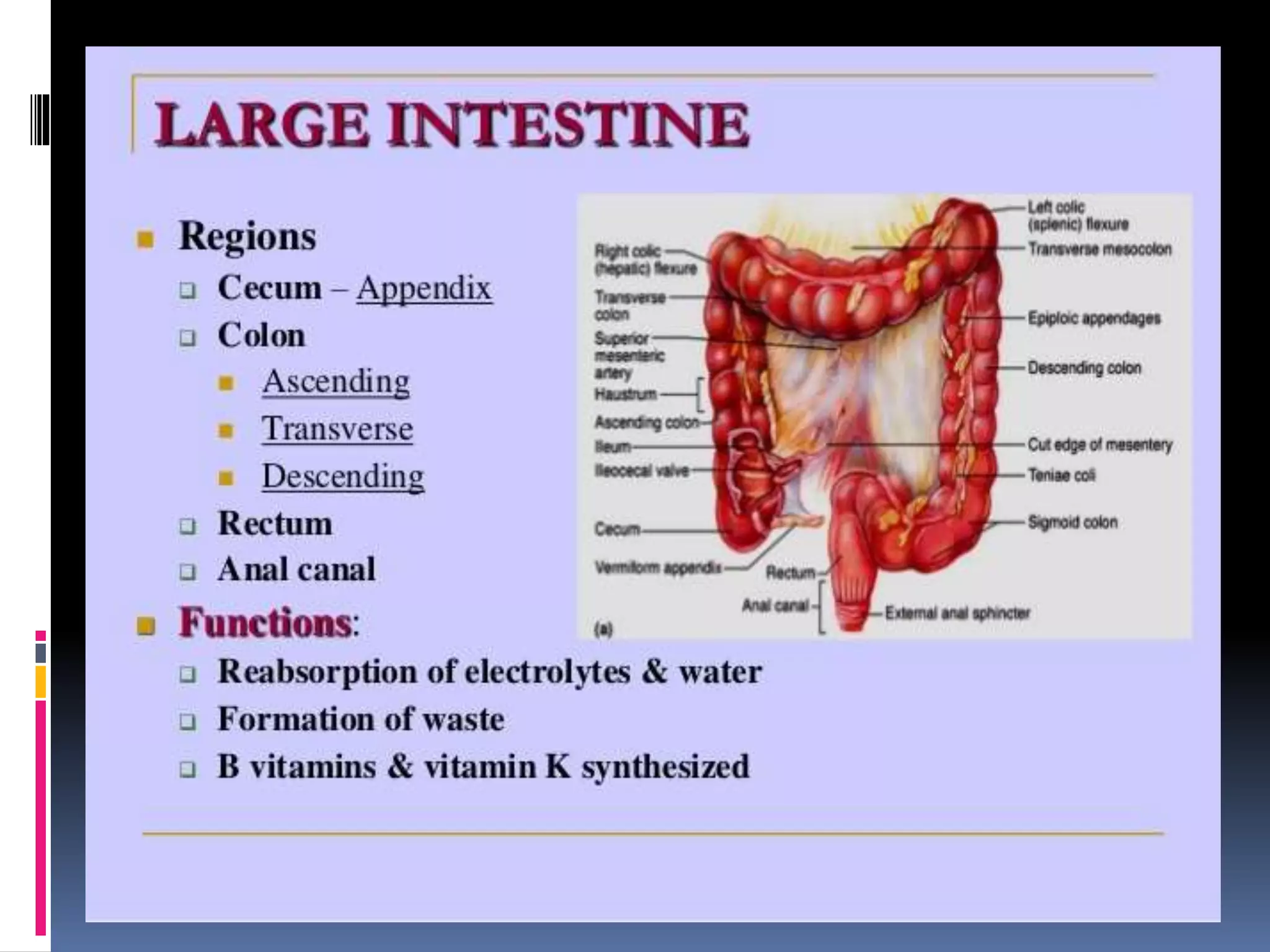 Large intestinal tumors | PPTX